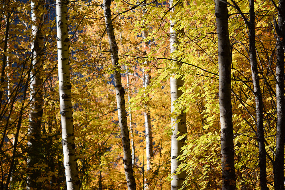 Pattern Production Process – Twig + Tale